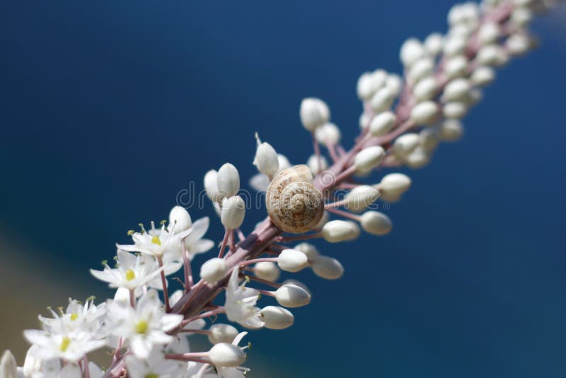 Conch on flower stock image. Image of prime, shell, snail - 11676291