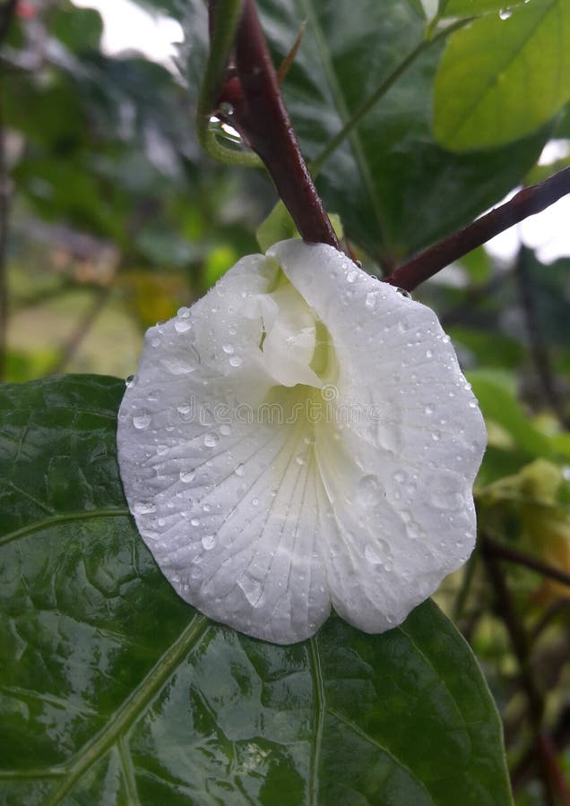 The conch flower of India stock image. Image of conch - 160990831