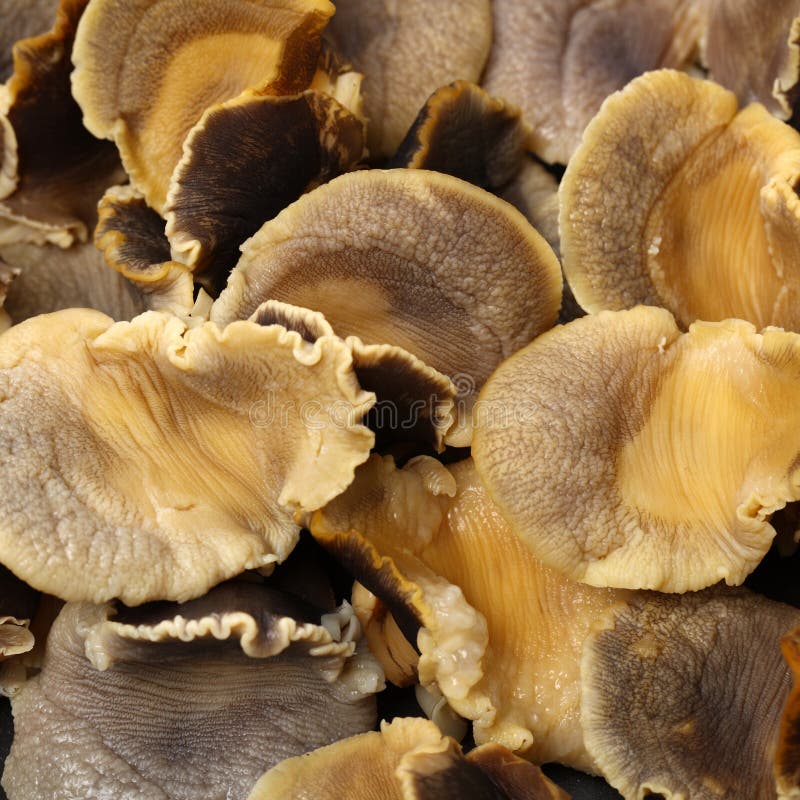 Conch meat stock photo. Image of steamed, seafood, shell - 118202924