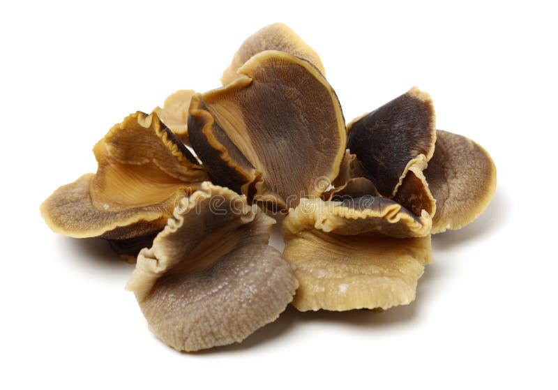 Conch meat stock photo. Image of white, steamed, isolated - 121928648