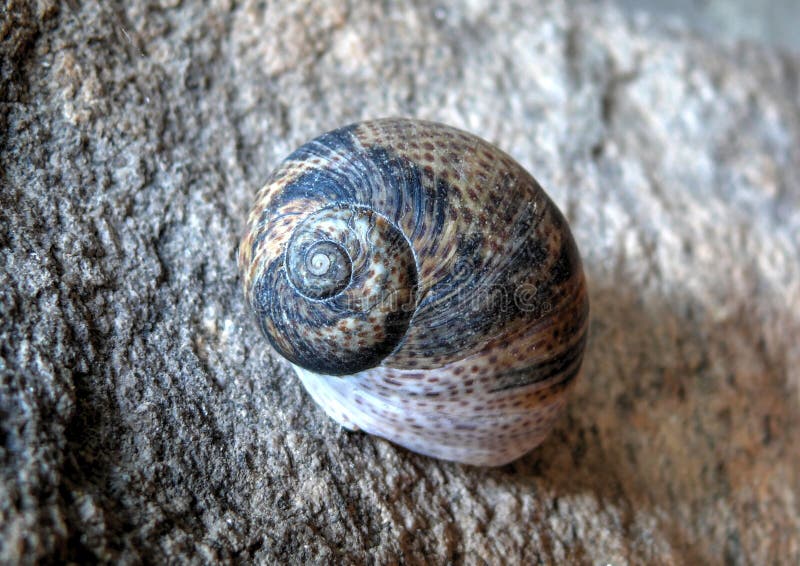 Conch Shell on a Rocky Surface Stock Photo - Image of shellfish, shell ...