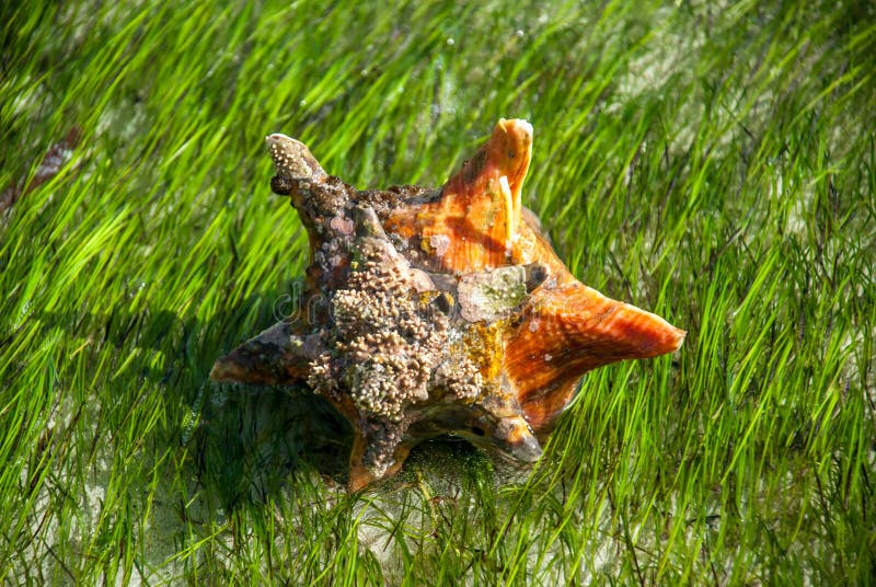 Orange Conch Sea Shell stock image. Image of shell, macro - 243501559