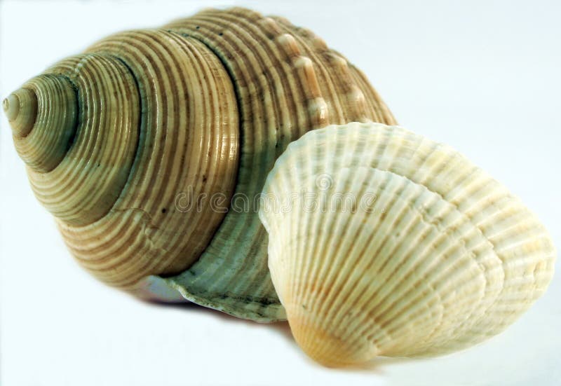 Conch of sea shell stock photo. Image of ocean, mediteran - 1401982