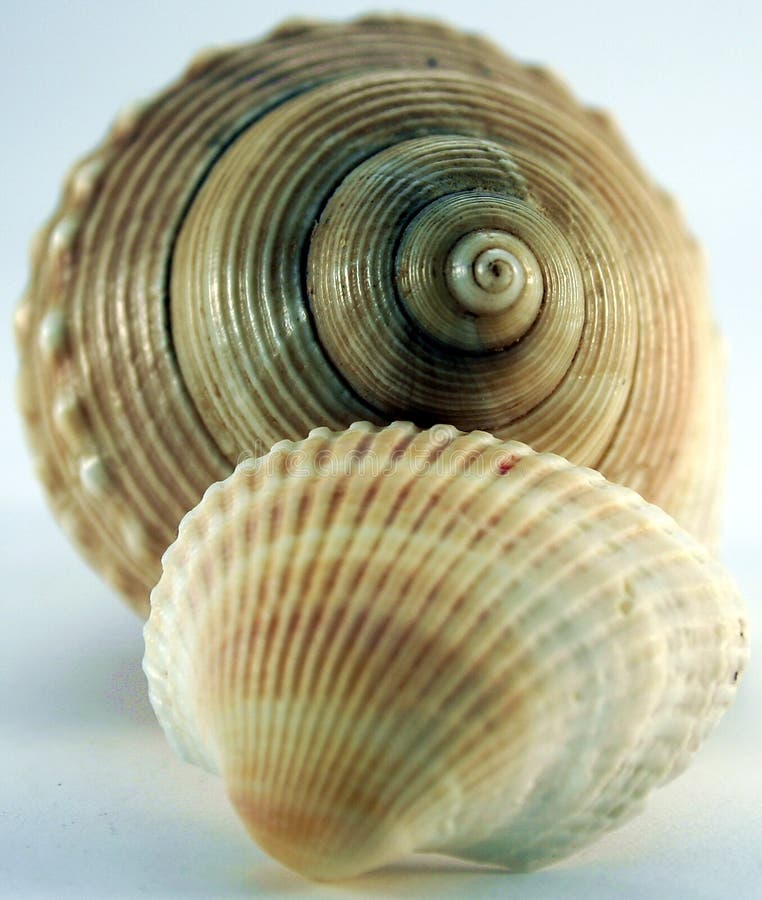 Conch of sea shell stock image. Image of seashell, beach - 1402045