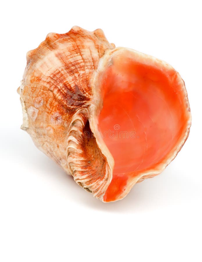 Conch Sea Shell stock photo. Image of mollusk, life, background - 29217364