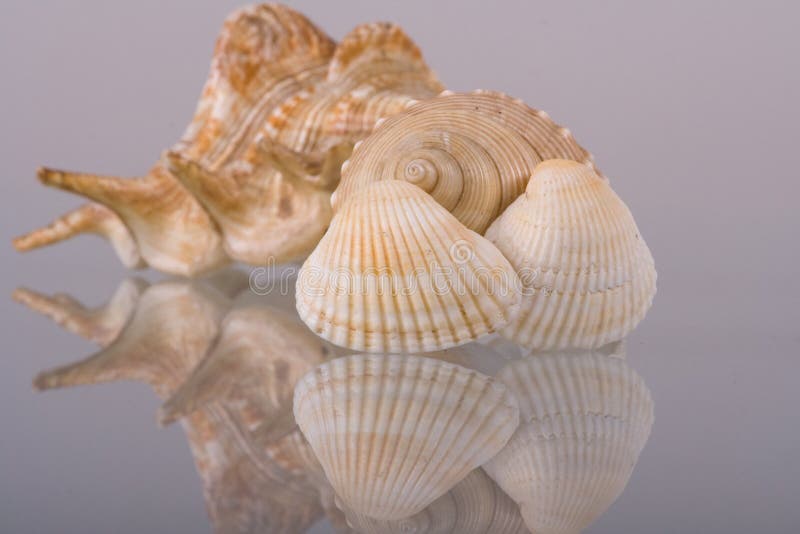 Conch Picture. Image: 5475272