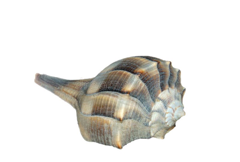 Radial Sea Shell Isolated stock image. Image of radial - 14164683