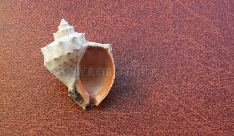 Conch Sea Shell with Pearlescent Surface of Inner Side on Leather ...