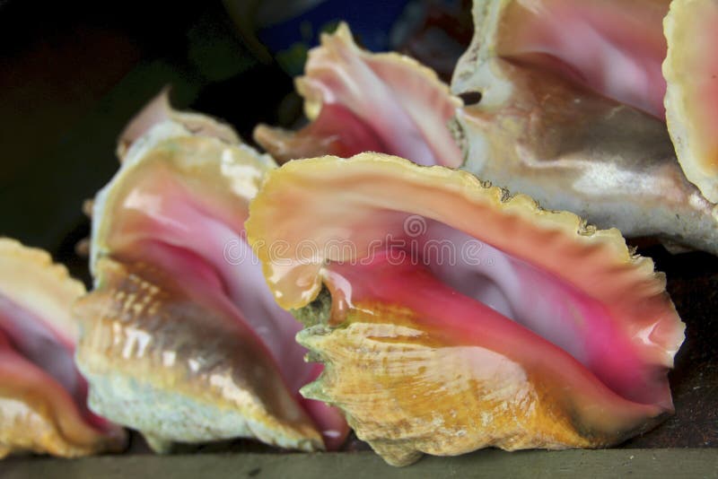 Conch sea shells lined up stock image. Image of close - 22687903