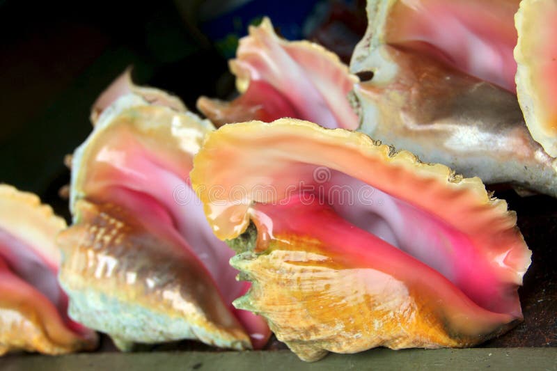 Conch sea shells lined up stock image. Image of aquatic - 54379841
