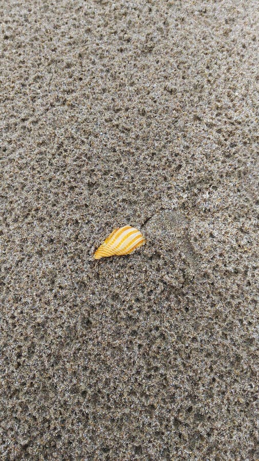 Conch_sea snail_Beach stock photo. Image of collectors - 250869148