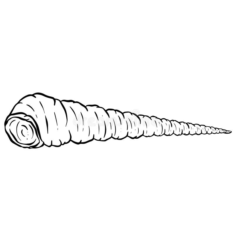 Conch Sea Snail Shell Outline Cartoon Style Logo Design in Vector Stock ...