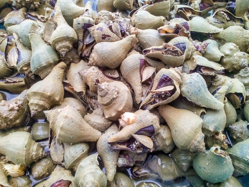 Conch sea snail stock photo. Image of gastropod, marine - 79909788