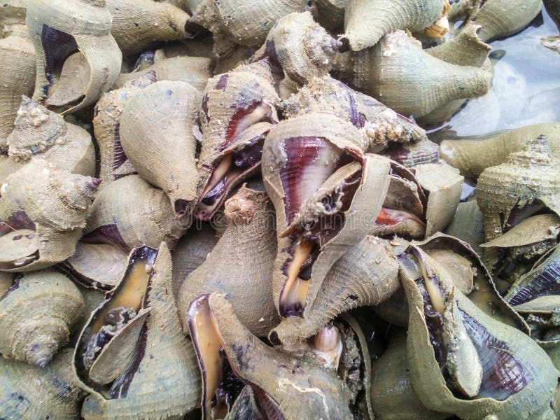 Conch sea snail stock image. Image of melongena, creature - 79910133