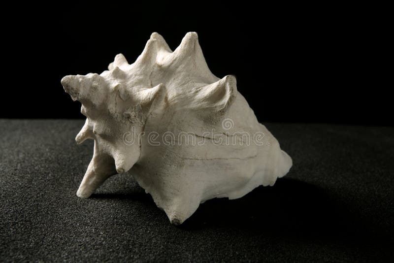 Black and White Shell stock image. Image of decoration - 2461257
