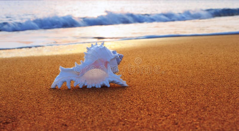 Conch Seashell on the Beach Stock Image - Image of dawn, beach: 22767151