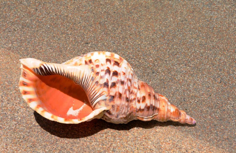 Conch Seashell on the Beach Stock Photo - Image of travel, aquatic ...