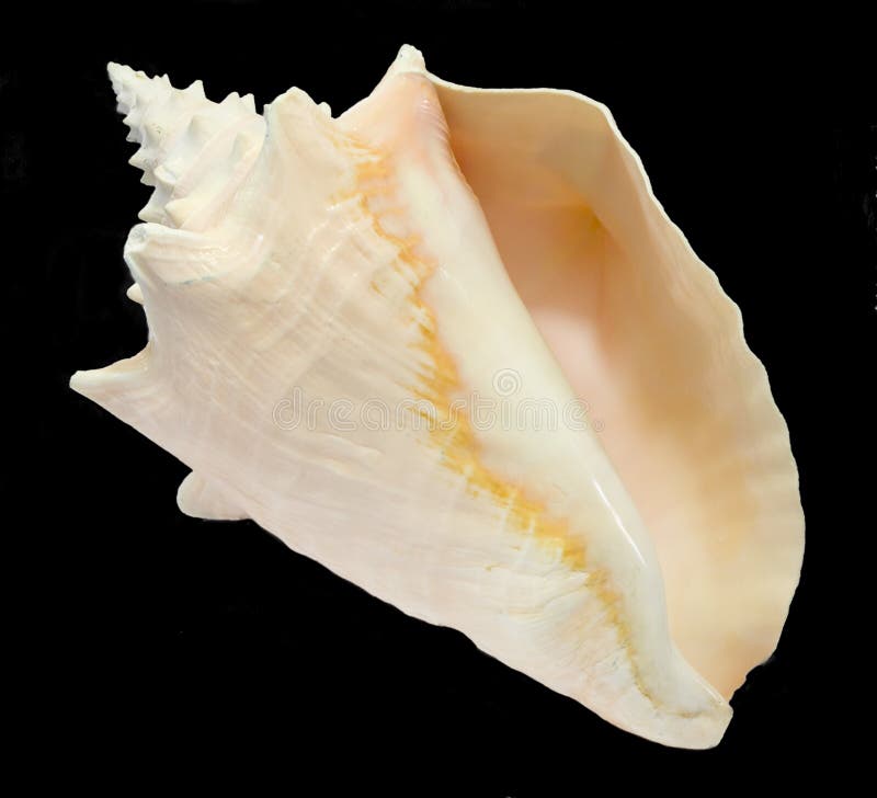 Conch Seashell 2 stock photo. Image of spiral, decoration - 3702514