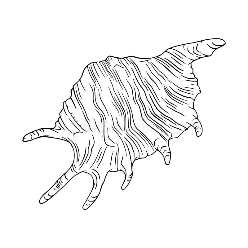 Spiral Seashell Isolated in White Background. Marine Shell Sketch ...