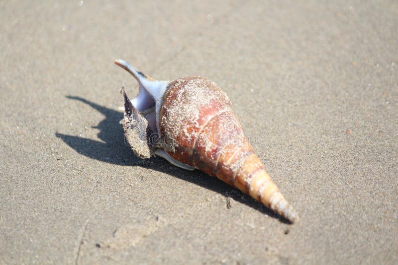 Conch, Seashell, Sea Snail, Close Up Picture. Image: 118324599