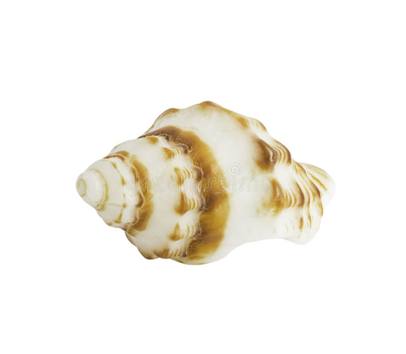 Conch Shall Isolated on White Stock Image - Image of mollusks, oyster ...
