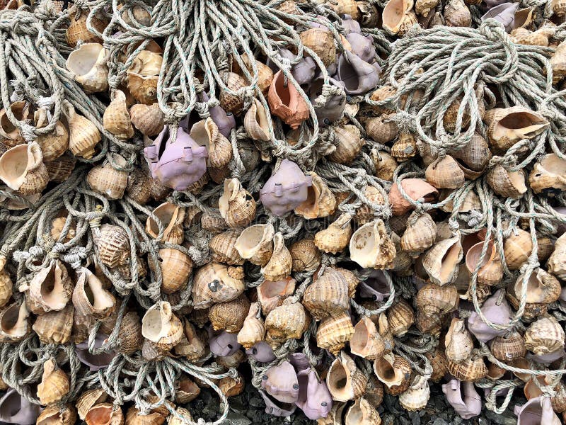 Conch Shaped Octopus Traps and Some Real Conchs Stock Image - Image of ...