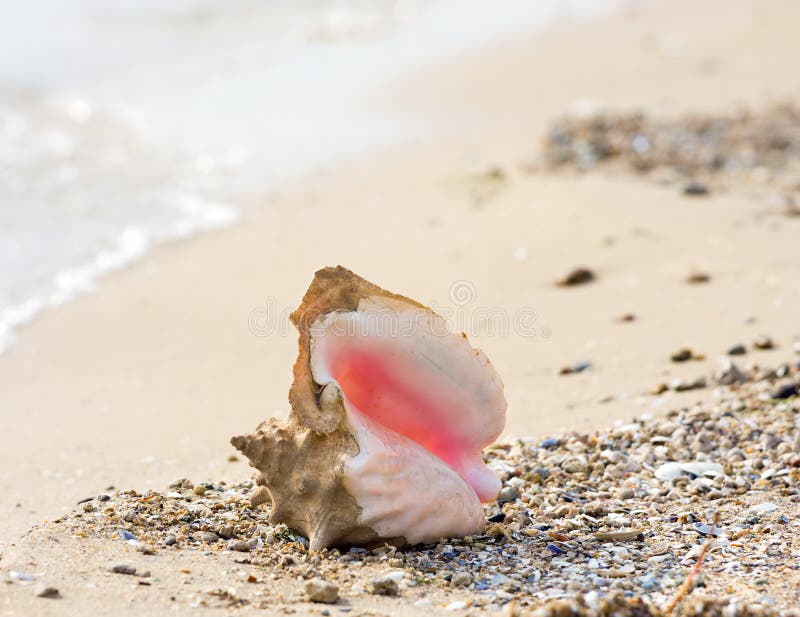 Conch shell stock image. Image of travel, seashell, photograph - 11234277