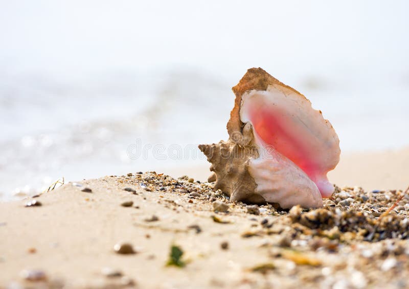 Conch shell on sand stock photo. Image of beach, focus - 2046280