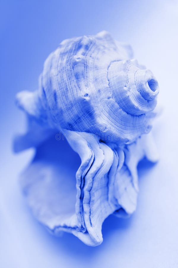 Conch shell stock photo. Image of exotic, life, animal - 13143718