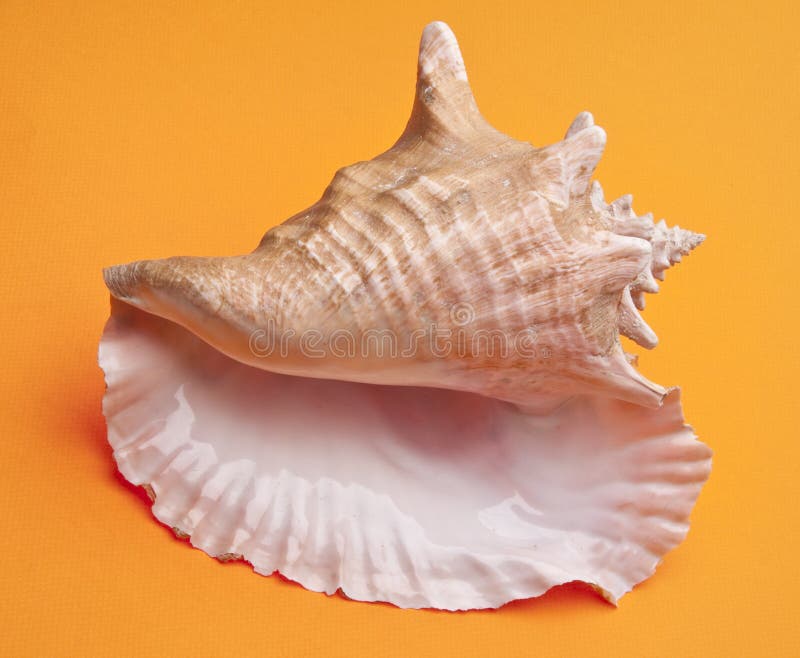 Conch shell on beach stock image. Image of holiday, collect - 5275787