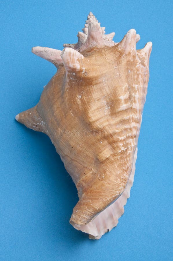 Conch Shell stock image. Image of environment, shell - 13997489