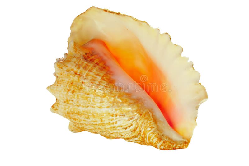 Conch shell underside stock image. Image of gastropod - 13311859