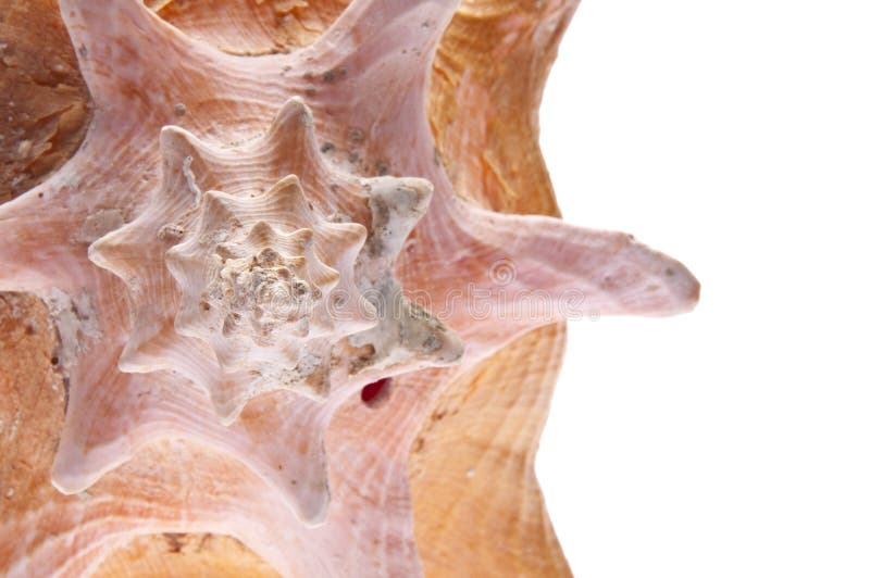 Conch Shell stock image. Image of shell, concept, isolated - 14788121