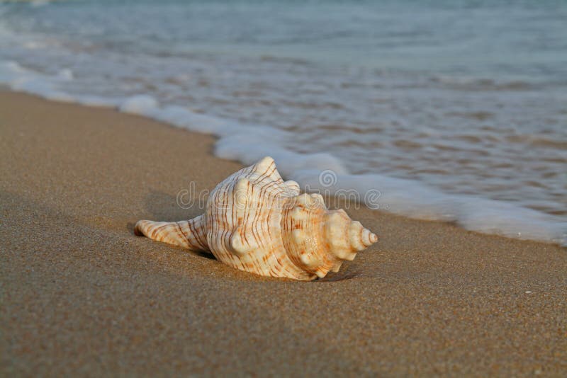 Conch shell stock image. Image of ocean, life, tourism - 16415759