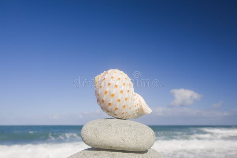 Conch Shell stock image. Image of shore, conch, outdoors - 18283517
