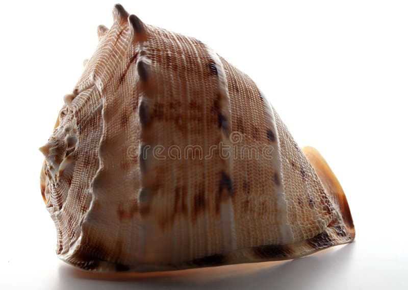 Conch shell stock image. Image of close, oceania, conch - 18337583