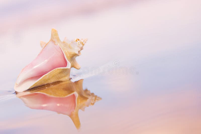 Conch Shell stock image. Image of love, background, beach - 987557