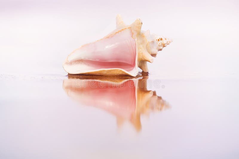 Conch Shell stock photo. Image of nature, warm, animal - 19078918