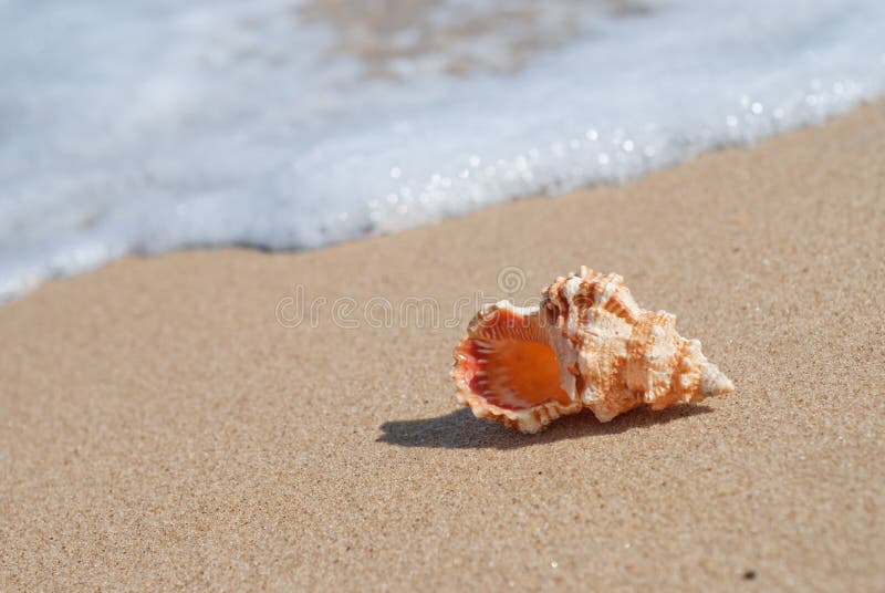 Shell stock image. Image of ocean, surf, crush, shells, life - 26633