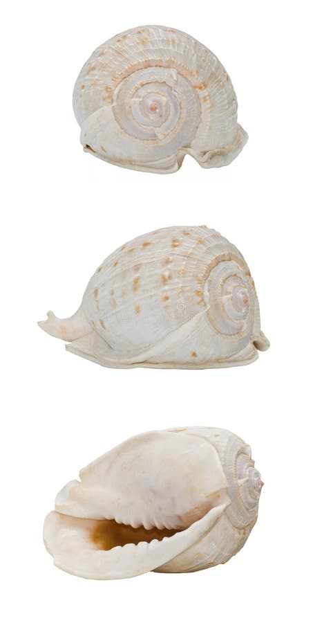 Conch Shell stock image. Image of decorative, marine - 21382589