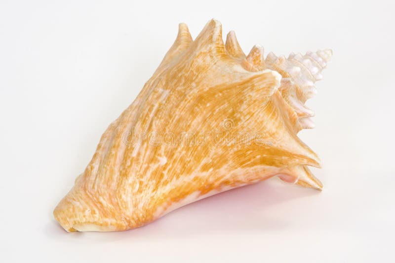 Conch Shell stock image. Image of backgrounds, nature - 2215891