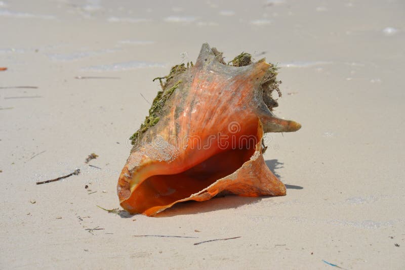 Conch Shell stock photo. Image of animal, atoll, shore - 24218166