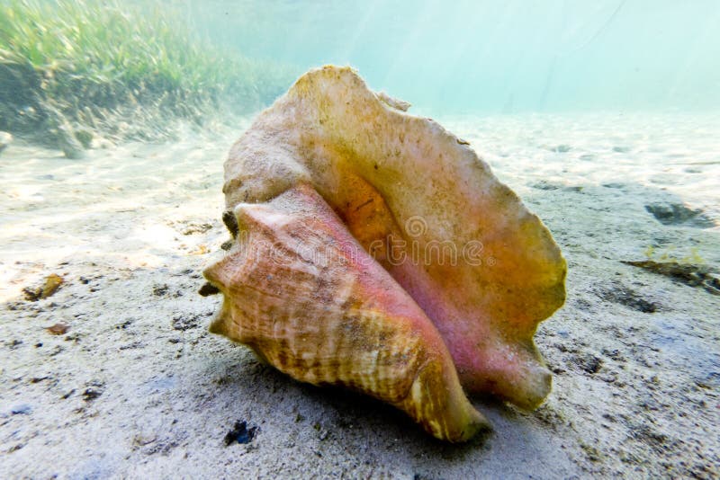 Large Conch Shell Background Stock Image - Image of pink, beach: 17273295