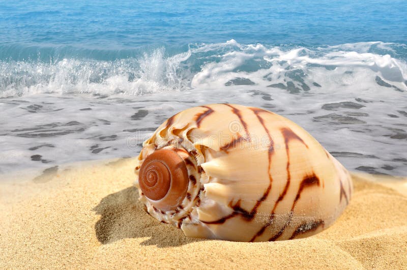 Conch shell stock image. Image of sand, holiday, animal - 24660371