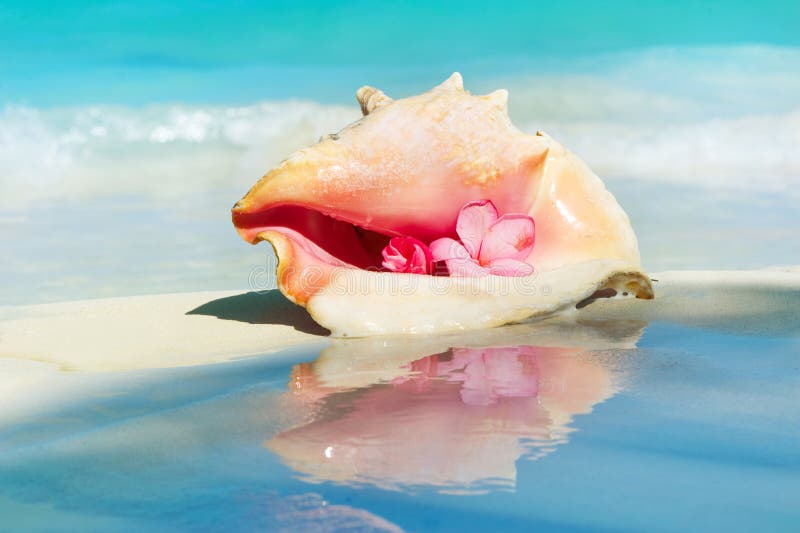 Conch shell on beach stock image. Image of holiday, collect - 5275787