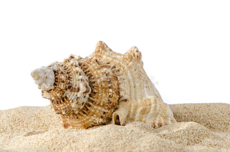 Conch shell stock image. Image of coastline, calm, biology - 25121367