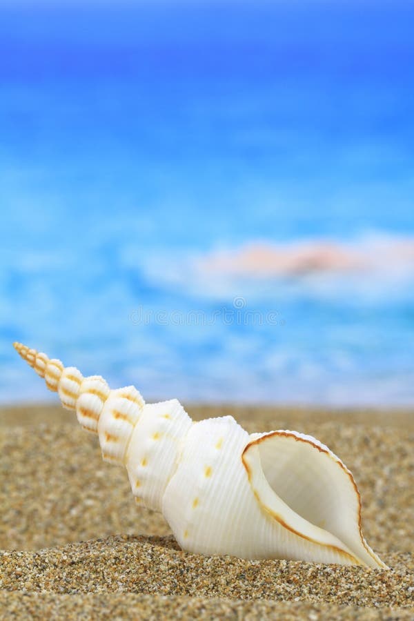 Conch shell stock image. Image of shell, beach, calm - 26325501