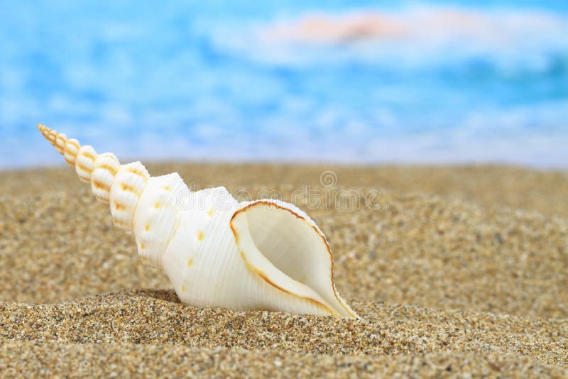 Sea Shells, Sea Star and Sea Urchin on Beach Stock Photo - Image of ...