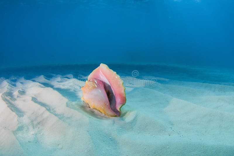 Conch Shell stock image. Image of water, conch, blue - 28857121