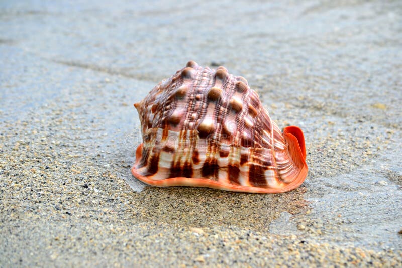 24,916 Conch Shell Beach Stock Photos - Free & Royalty-Free Stock ...